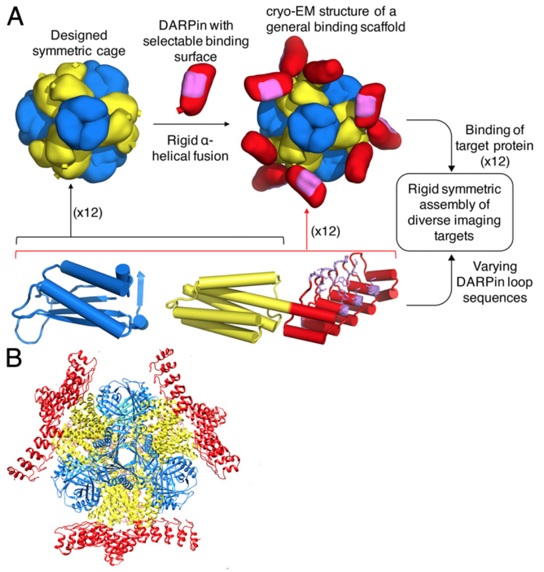 Protein Engineering and Structure Determination | Oxford Protein ... Protein Engineering and Structure Determination | Oxford Protein ...